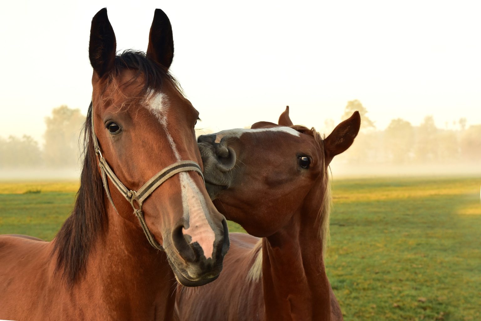 Premier center for Equine Reproduction - Embryotools