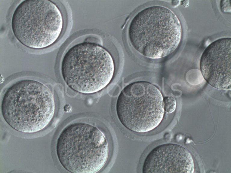 Frozen mouse embryos - Embryotools